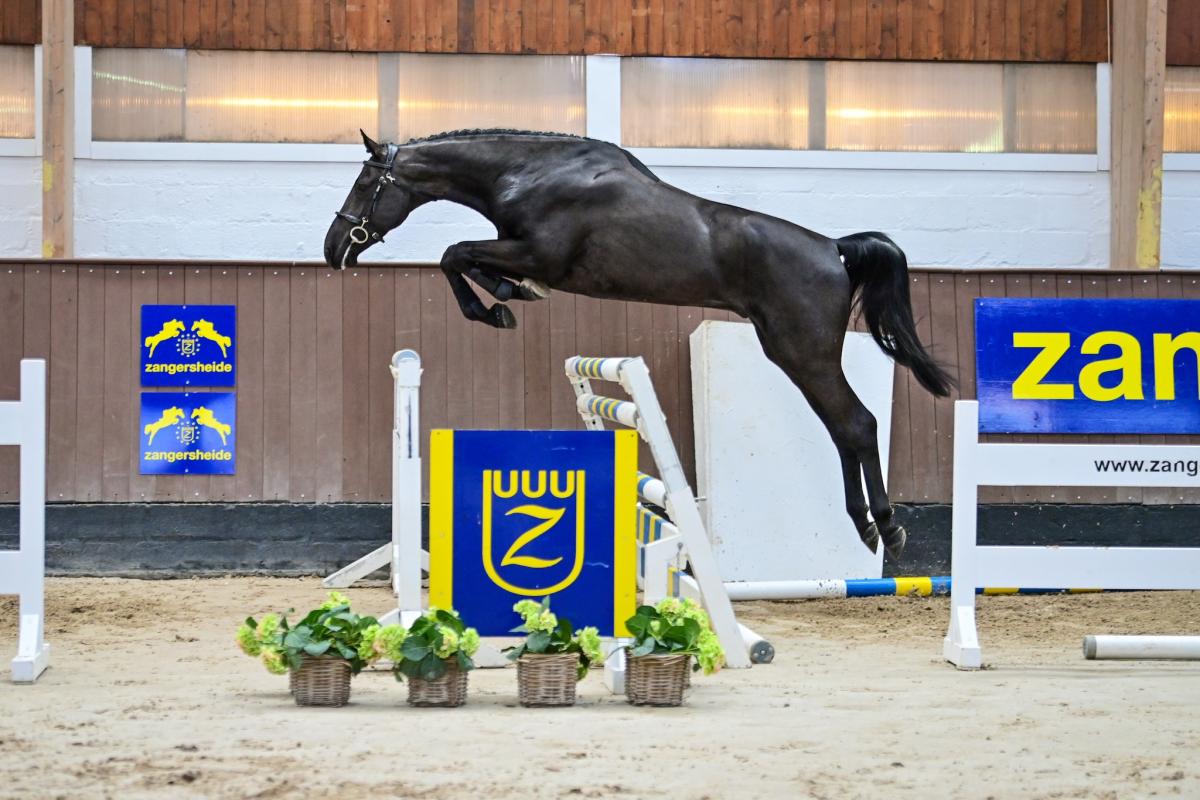 Dominator 2000 Z dominates Zangersheide Online Auction with auction ...